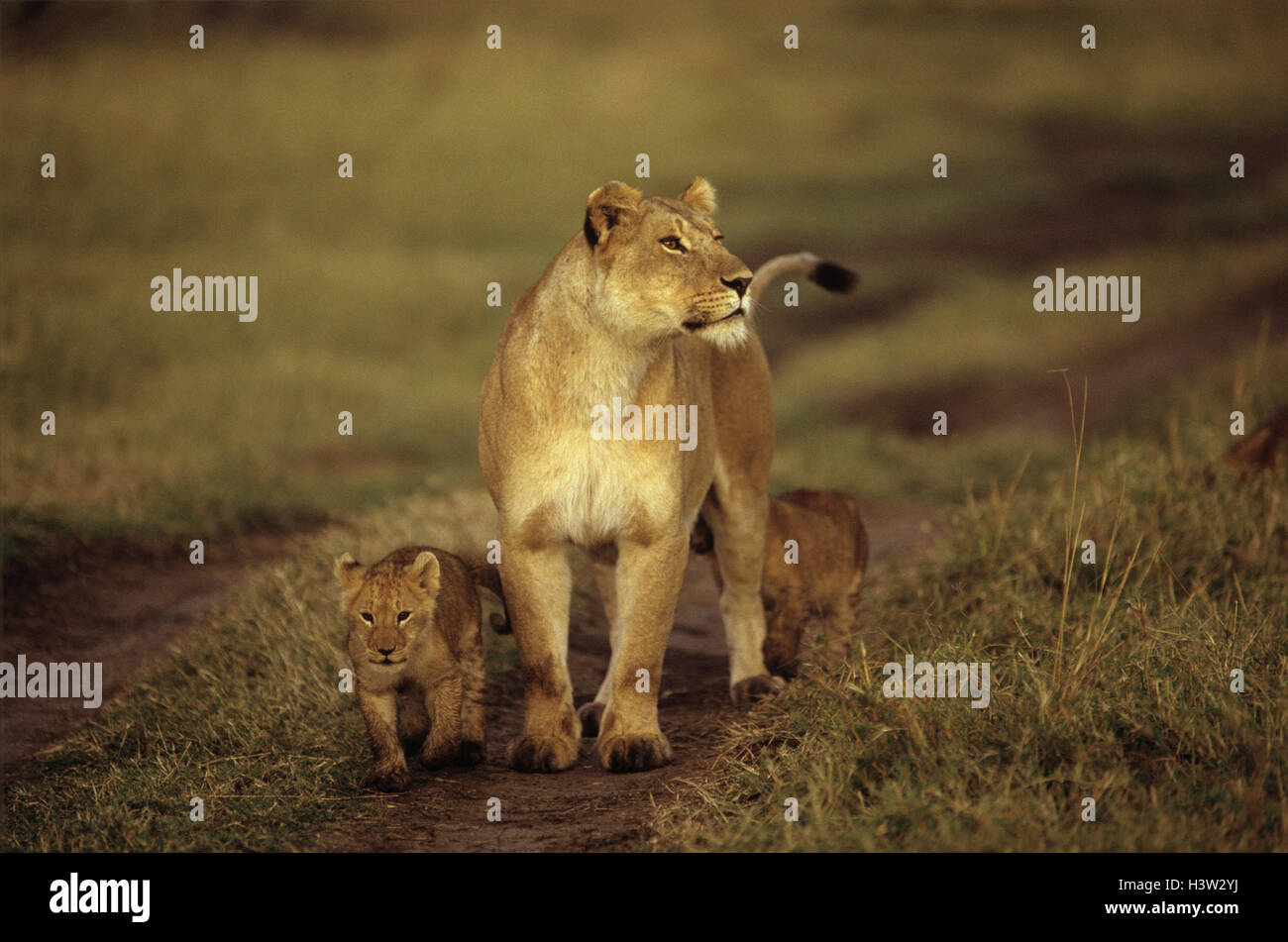 African lion (Panthera leo Stock Photo - Alamy