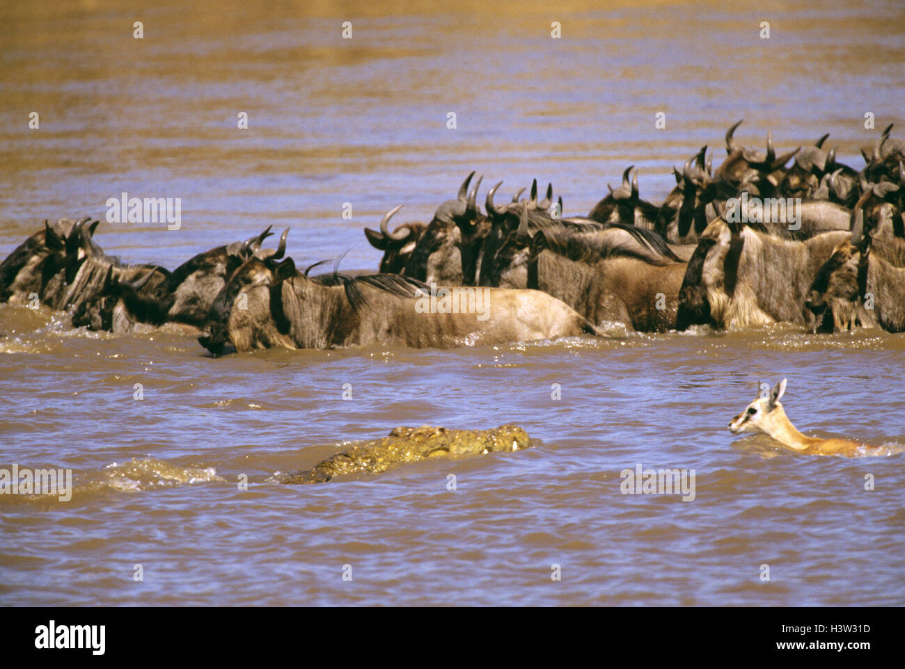 Nile crocodile (Crocodylus niloticus Stock Photo - Alamy