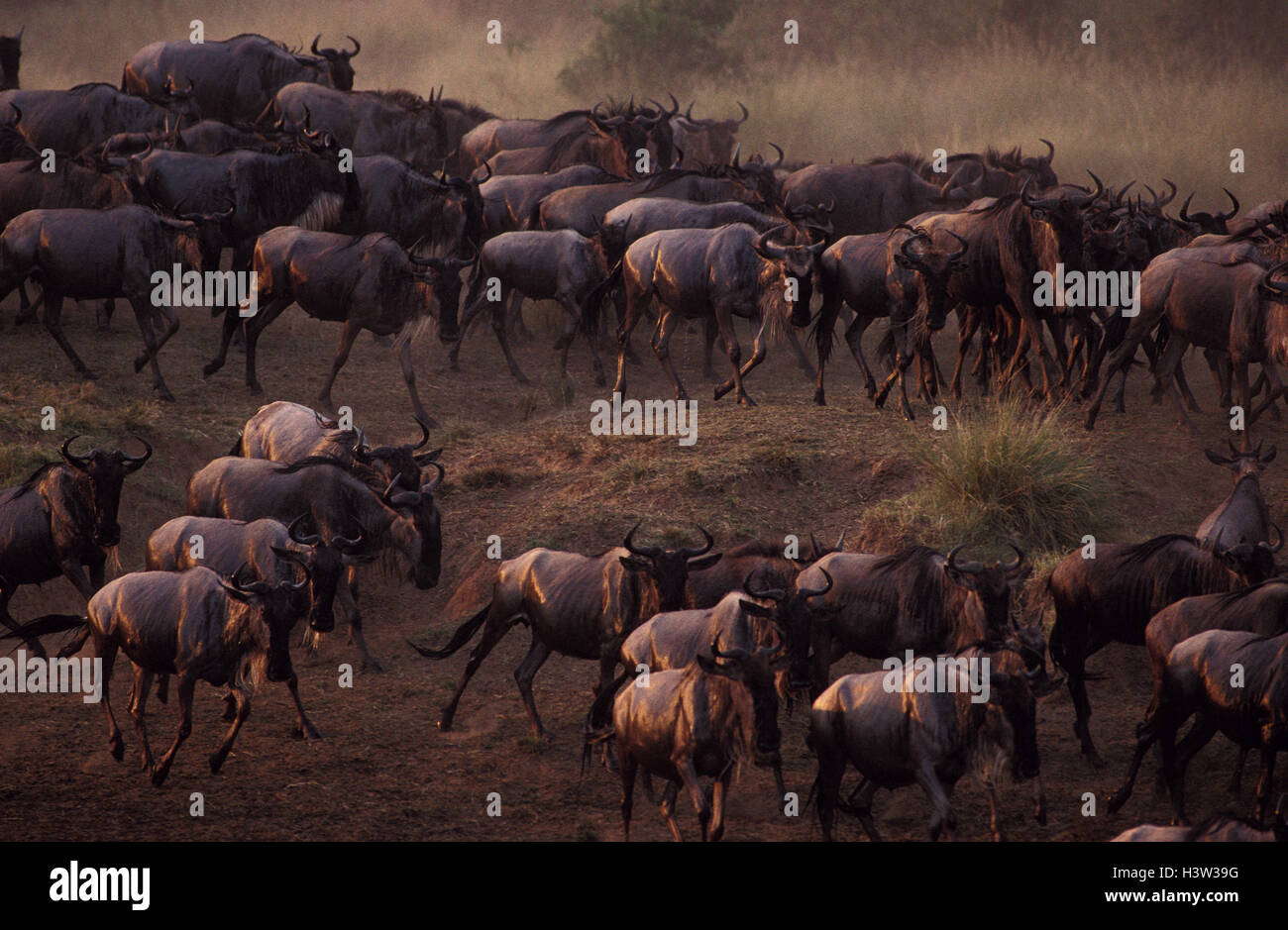 Blue wildebeest (Connochaetes taurinus Stock Photo - Alamy