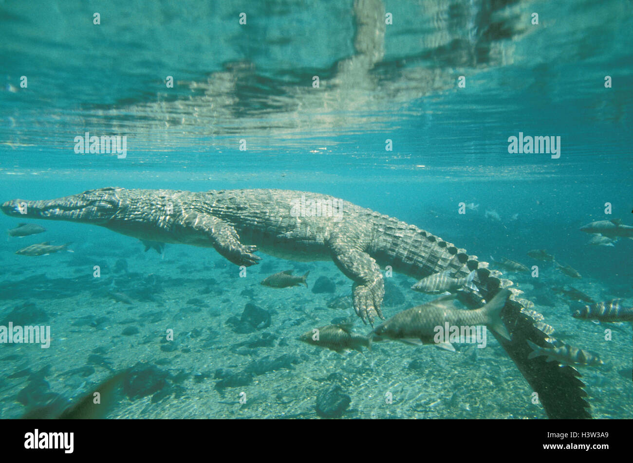 Nile crocodile swimming crocodylus niloticus hi-res stock photography ...