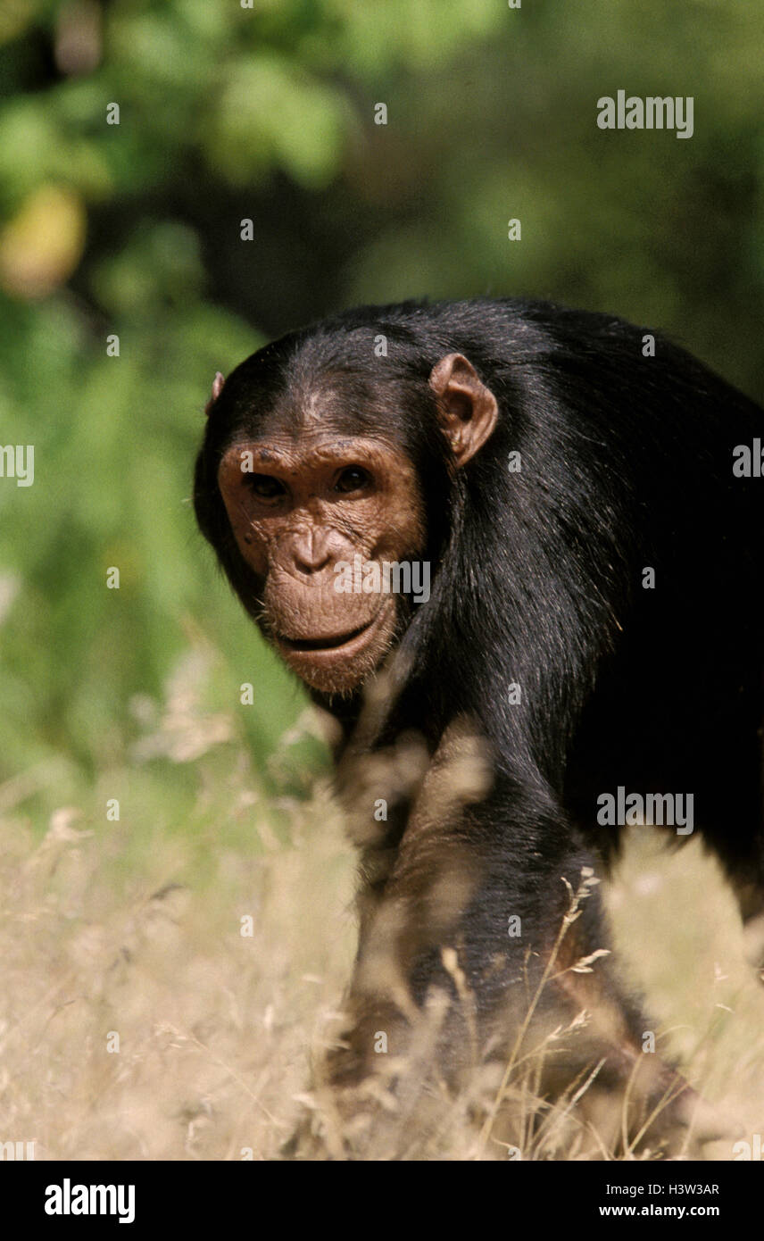 Common chimpanzee (Pan troglodytes schweinfurthii Stock Photo - Alamy