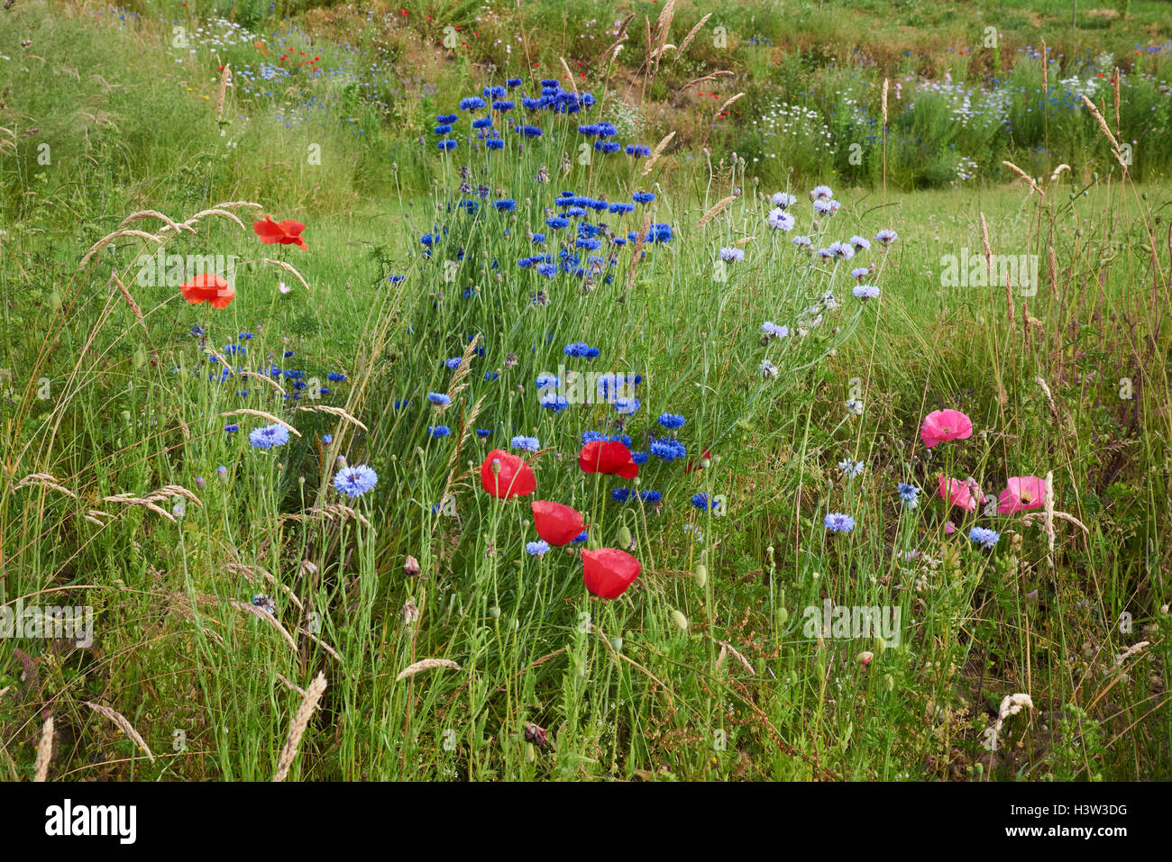 The wild fields hi-res stock photography and images - Alamy