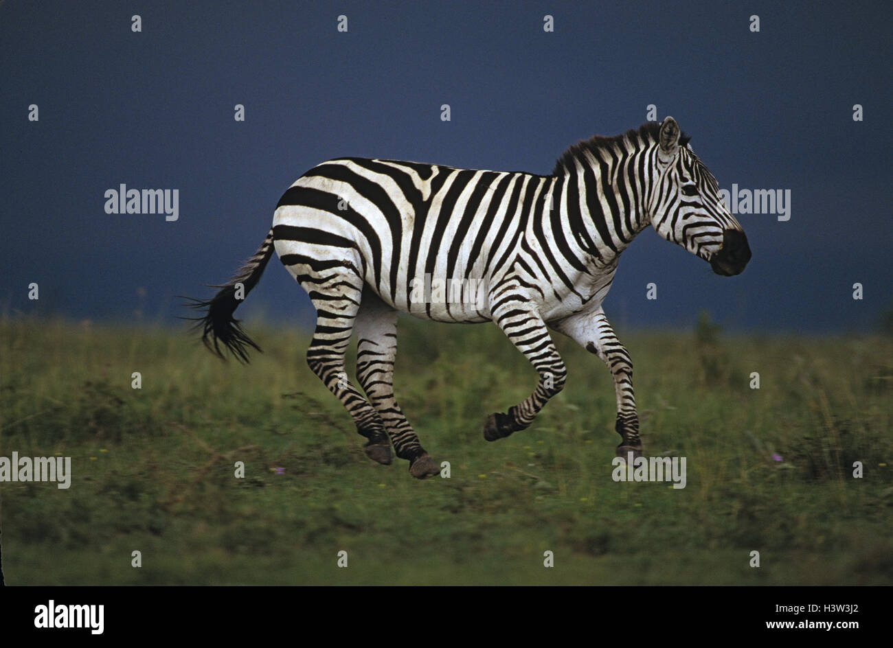 Boehms Zebra High Resolution Stock Photography and Images - Alamy