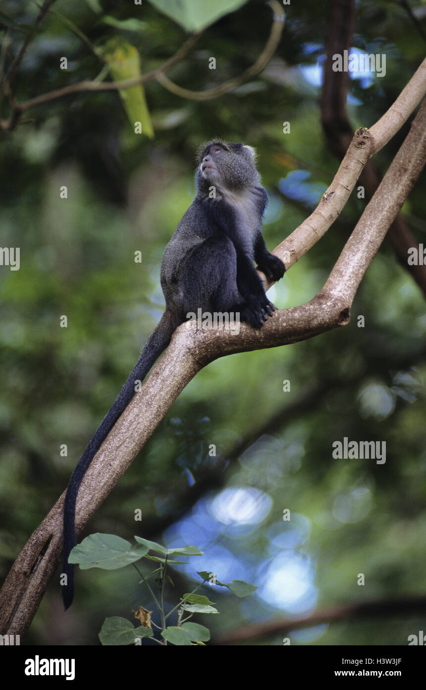 Silver monkey (Cercopithecus doggetti Stock Photo - Alamy