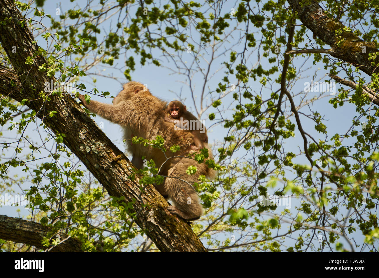 Mucaca hi-res stock photography and images - Alamy