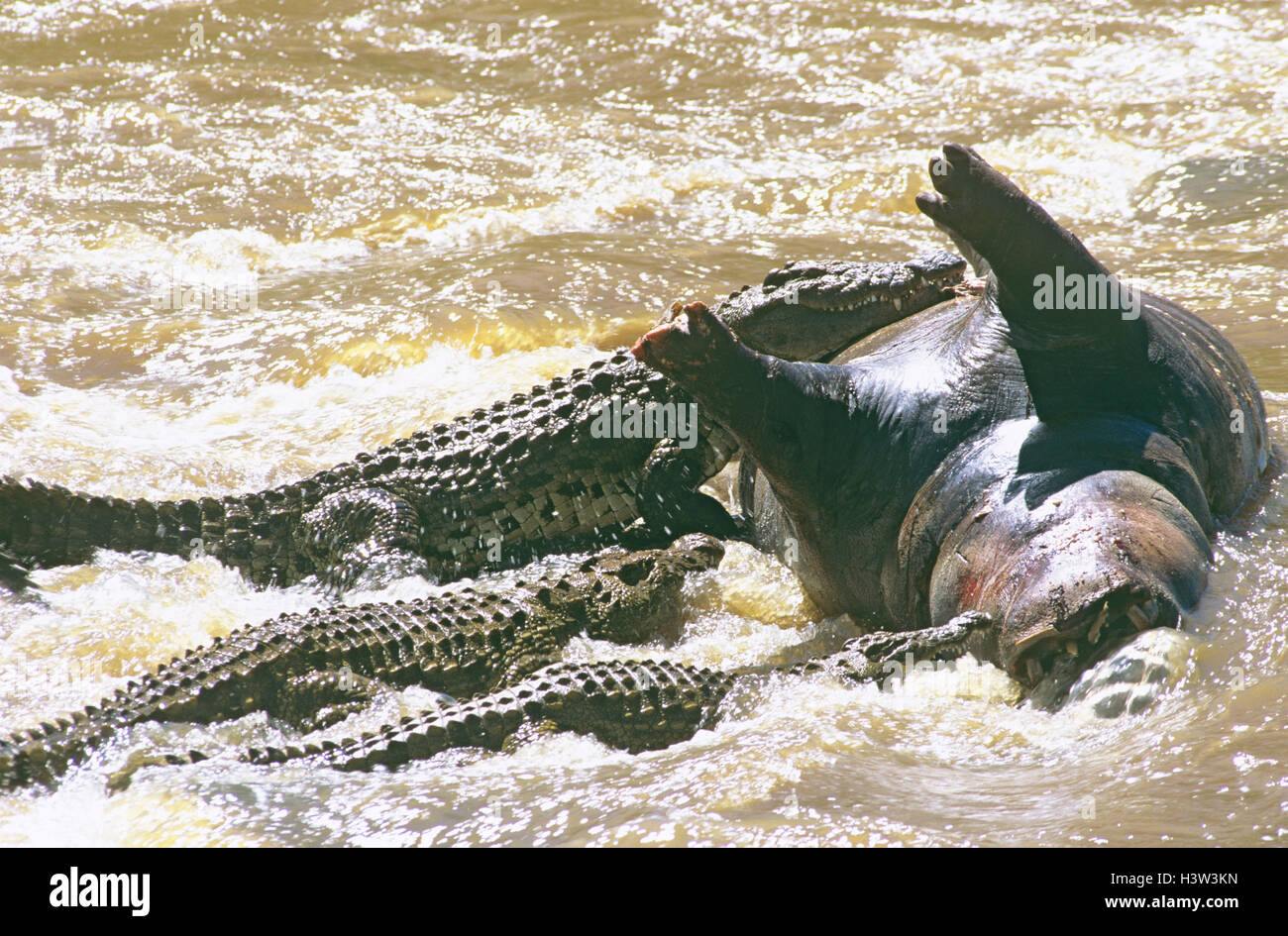 Nile crocodile (Crocodylus niloticus Stock Photo - Alamy