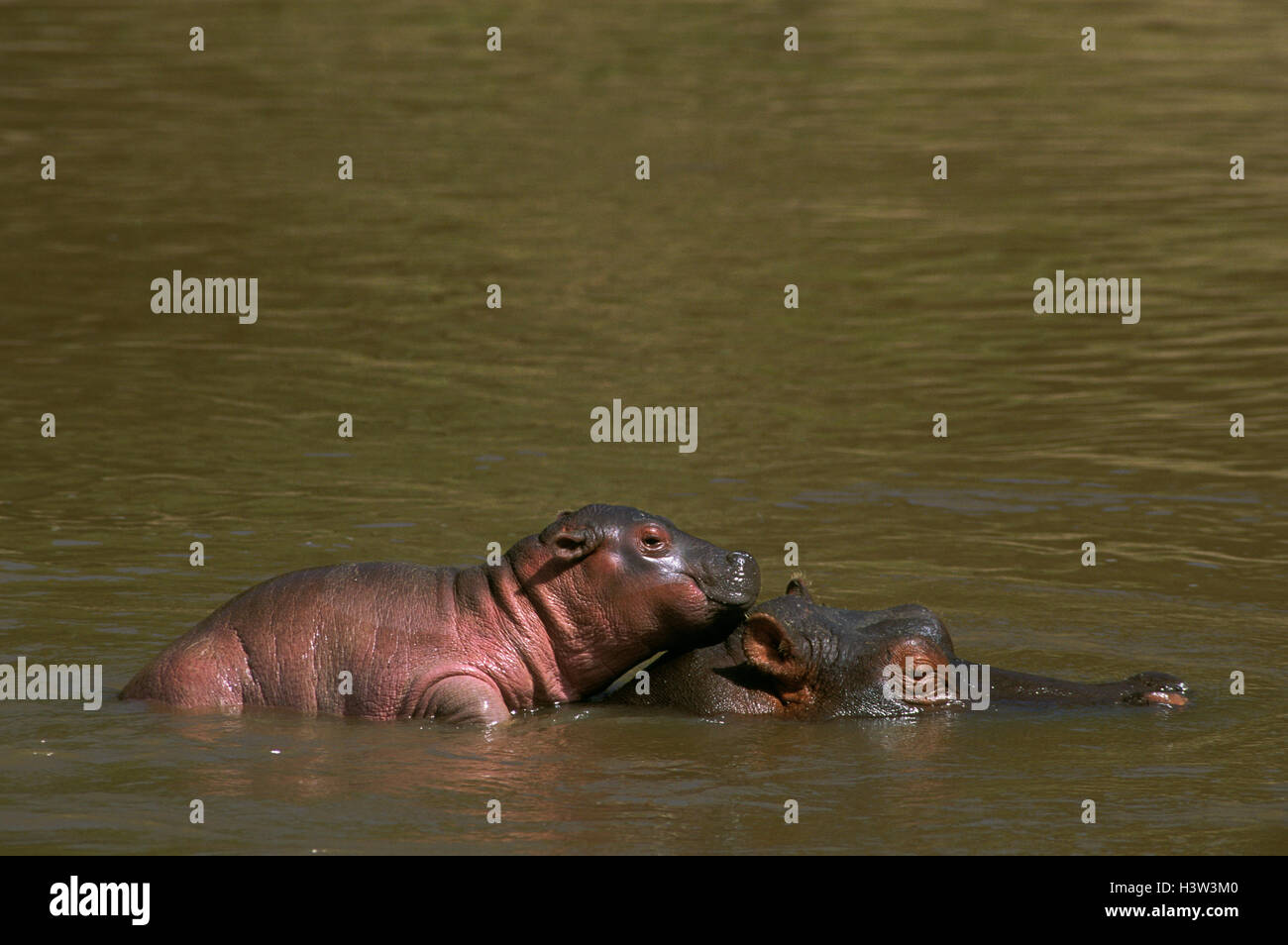 Hippo ride hi-res stock photography and images - Alamy