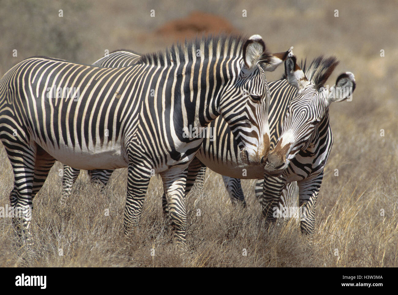 Zebra nose hi-res stock photography and images - Alamy