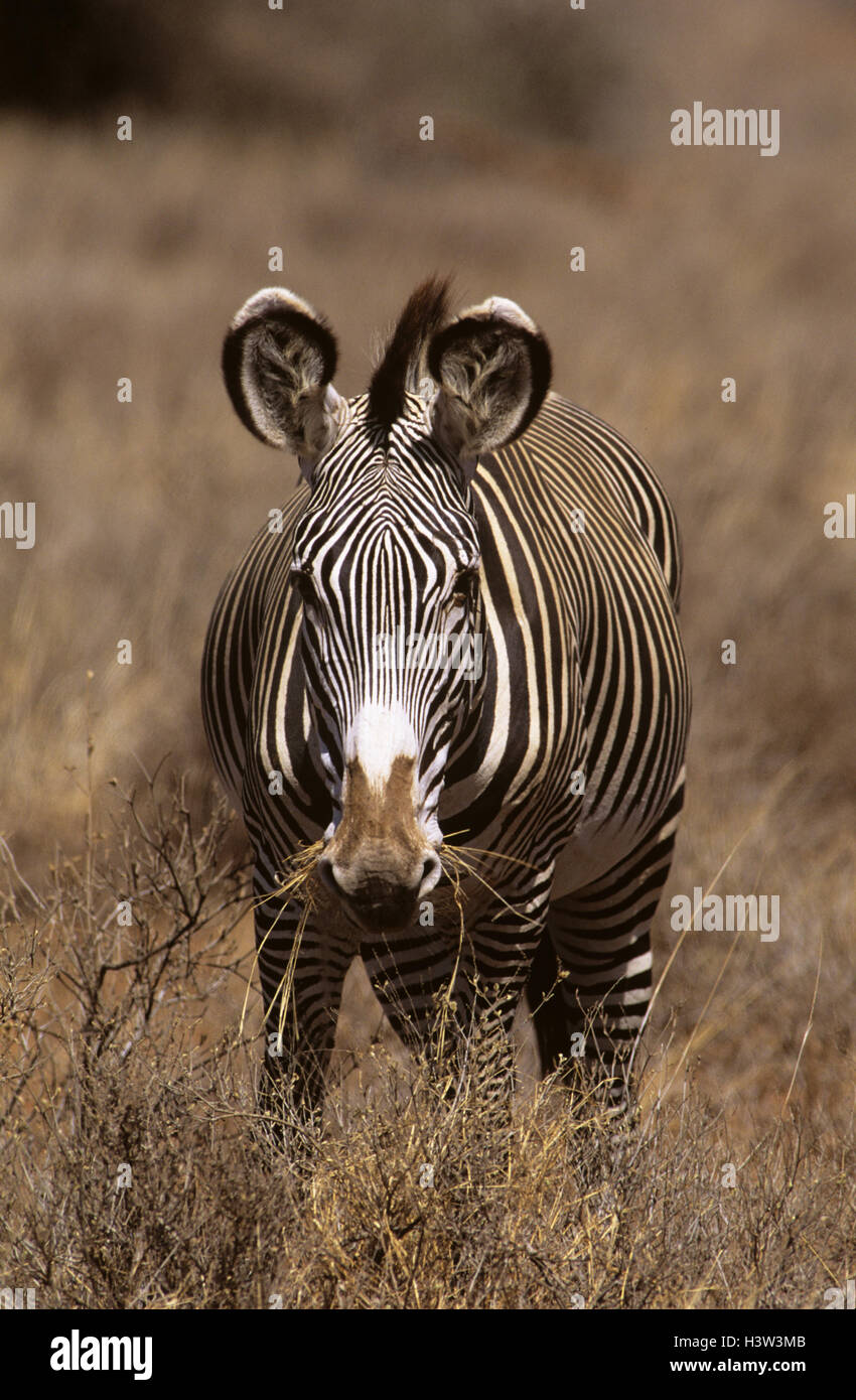 Grevy’s zebra (Equus grevyi Stock Photo - Alamy