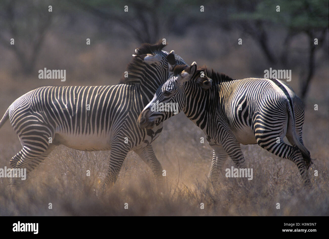 Grevy’s zebras (Equus grevyi Stock Photo - Alamy