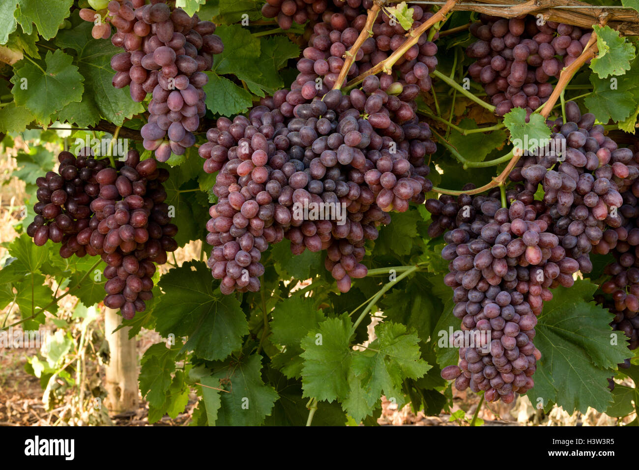 Seedless grapes hi-res stock photography and images - Alamy Seedless grapes hi-res stock photography and images - Alamy