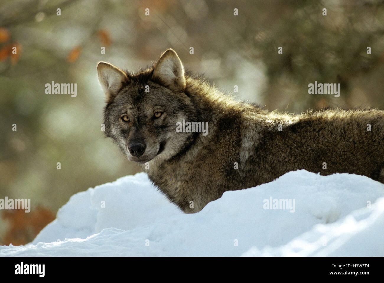 Gray wolf (Canis lupus lupus), portrait Stock Photo - Alamy