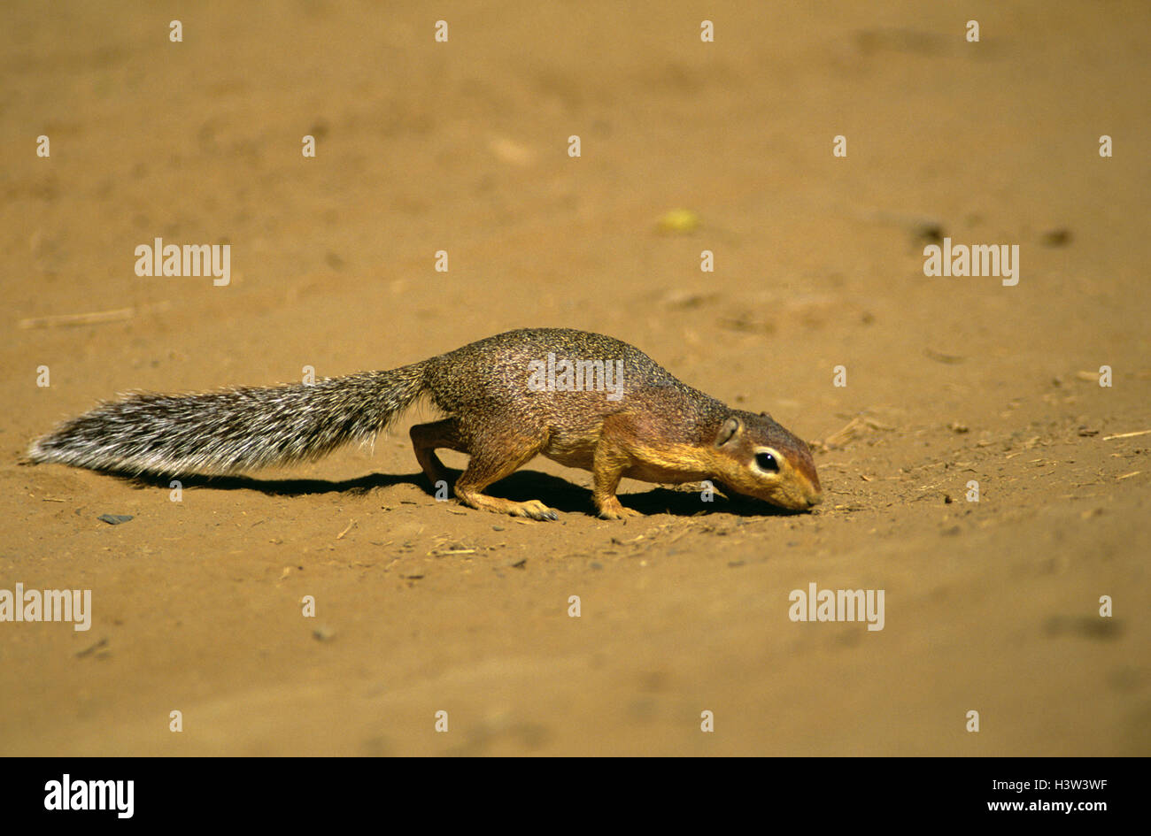 Striped ground squirrel (Xerus erythropus), active by day except in ...