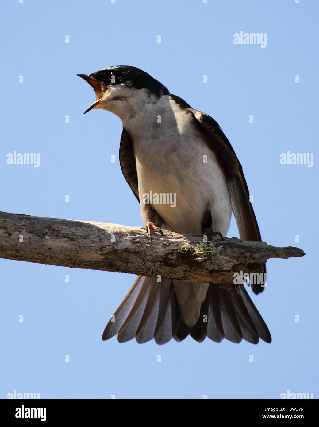 A Tree Swallow calling loudly Stock Photo - Alamy