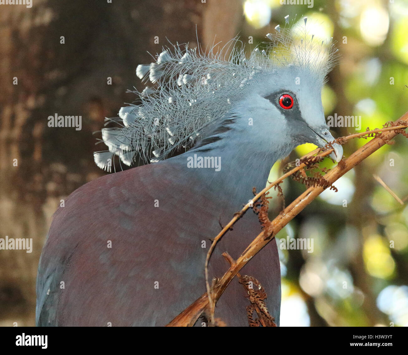 A Victoria Crowned Pigeon grasping nesting material Stock Photo - Alamy