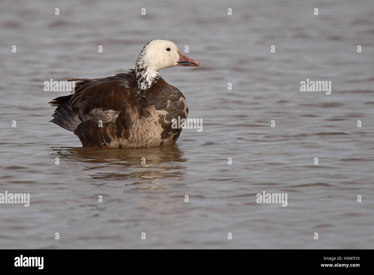 Dark morph hi-res stock photography and images - Alamy