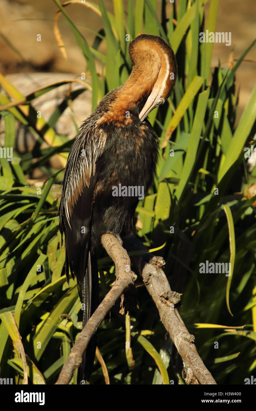 Chest feathers hi-res stock photography and images - Alamy