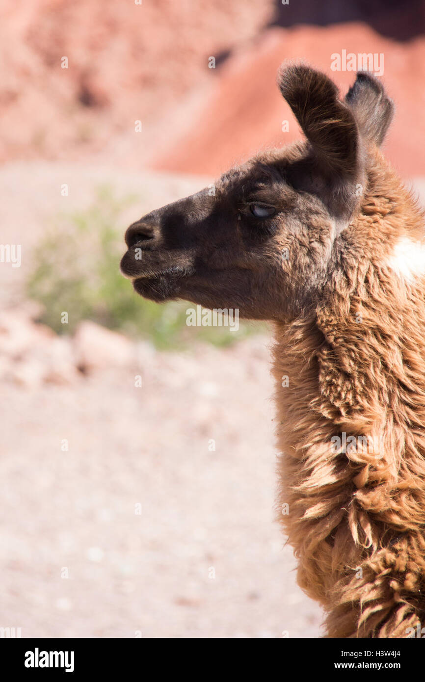 Indigenous people of salta hi-res stock photography and images - Alamy