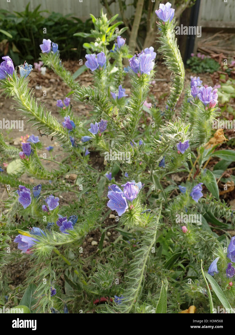 Echium 'blue bedder' plant in a flower bed, with mostly over flower ...