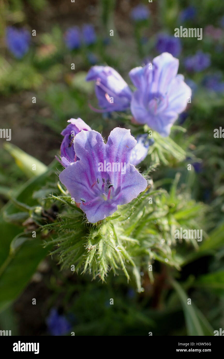 Close up of Echium 'blue bedder' (viper's bugloss) flowers in sunshine ...