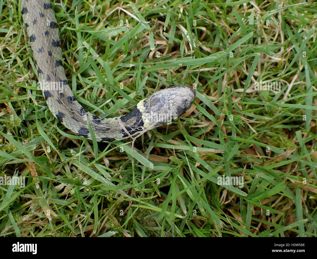 Close-up of the head of a male grass snake (Natrix natrix) on grass ...