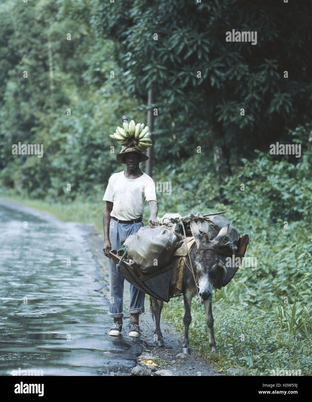 The Caribbean, West-Indian island, the Antilles, tropical wood, man ...