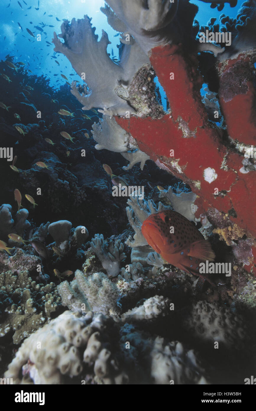 The Red Sea, coral reef, jewel perch Cephalopholis miniata, Egypt ...