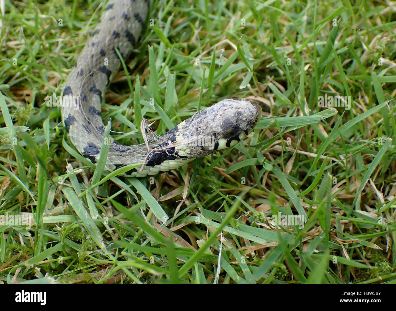 Snake shedding skin hi-res stock photography and images - Alamy
