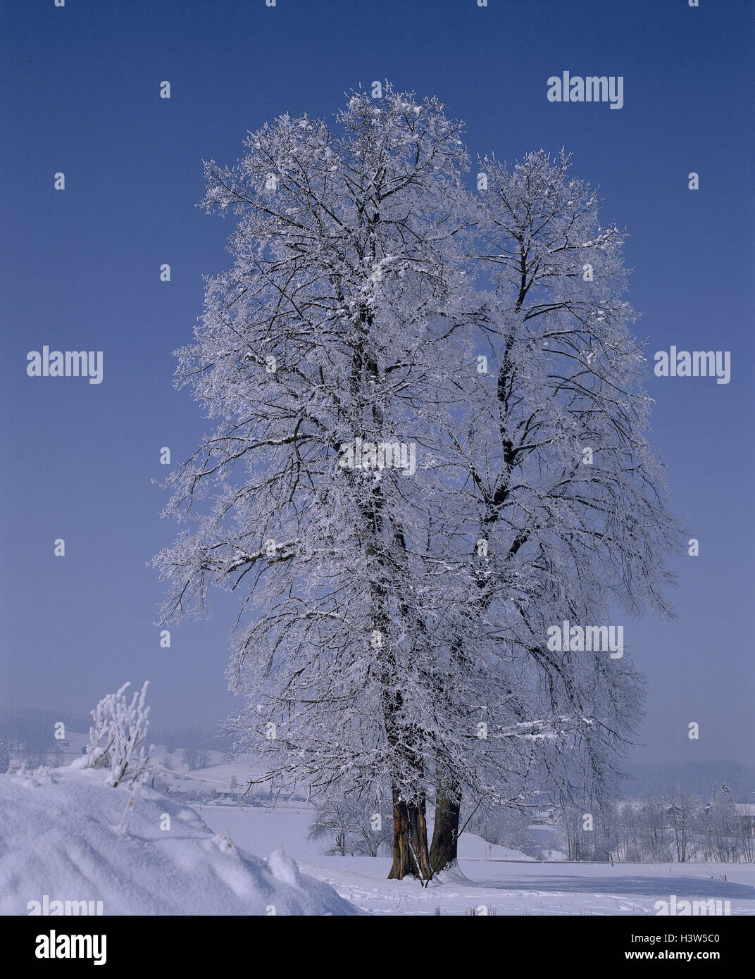 Lime tree winter hi-res stock photography and images - Alamy