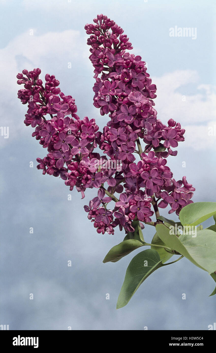 Common lilac, Syringa vulgaris, branch, blossoms, mauve, close up ...