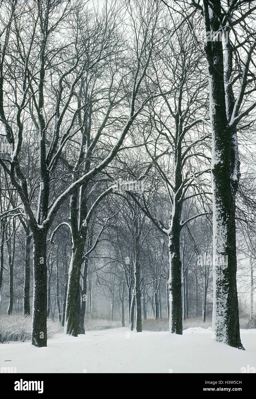 Wood, winter, outside, winter wood, trees, broad-leaved trees, chestnut ...