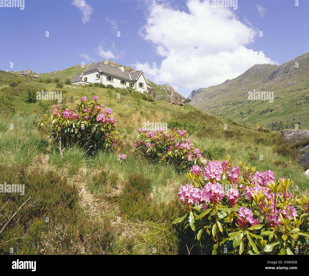 Great Britain, Scotland, highlands, rhododendron bushes, nature ...