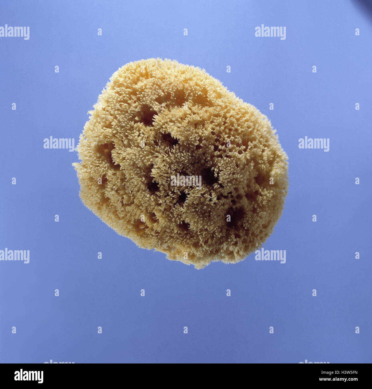 Bath fungus product photography, Still life, nature fungus, fungus ...