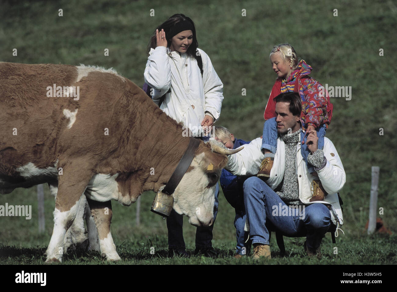 Family, walking, meadow, cow, stroke parents, children, girls, boy ...