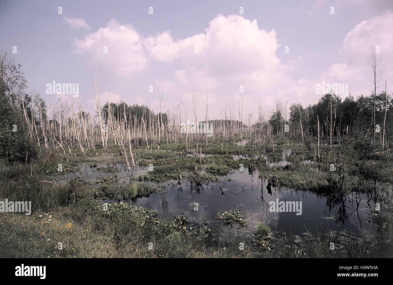 Poland, Masuria, marshy landscape, Europe, former. East Prussia ...