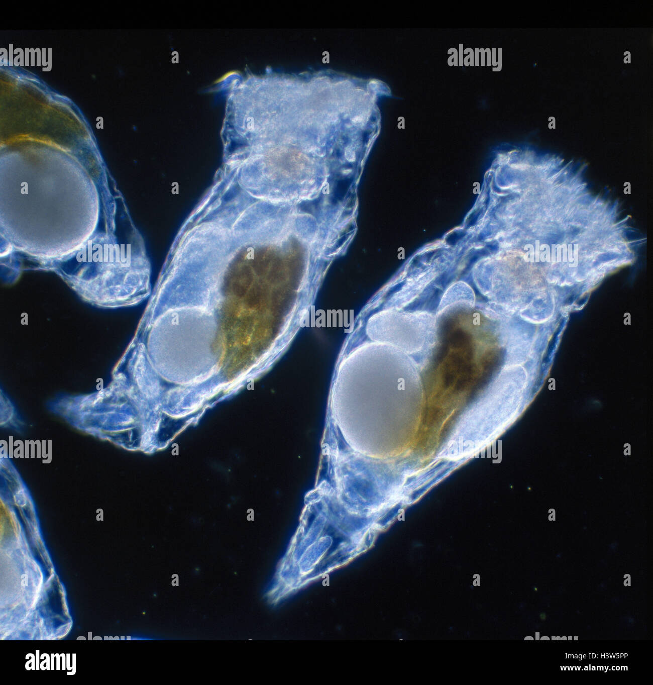 Rotatorien hi-res stock photography and images - Alamy