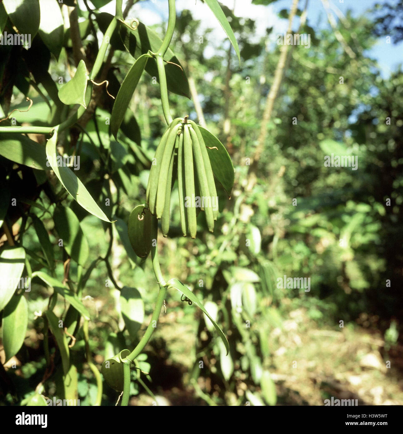 Real vanilla, spice vanilla, Vanilla planifolia, pods, green, the ...