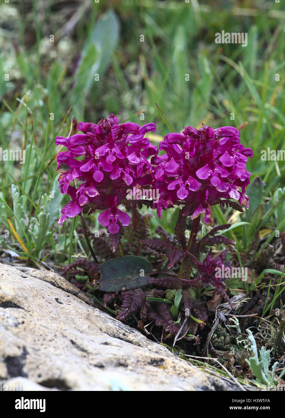 Beater-leafy louse's herb, Pedicularis verticillata nature, botany ...