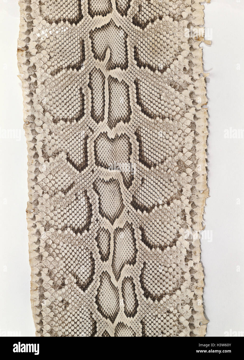 Pyton spec hi-res stock photography and images - Alamy