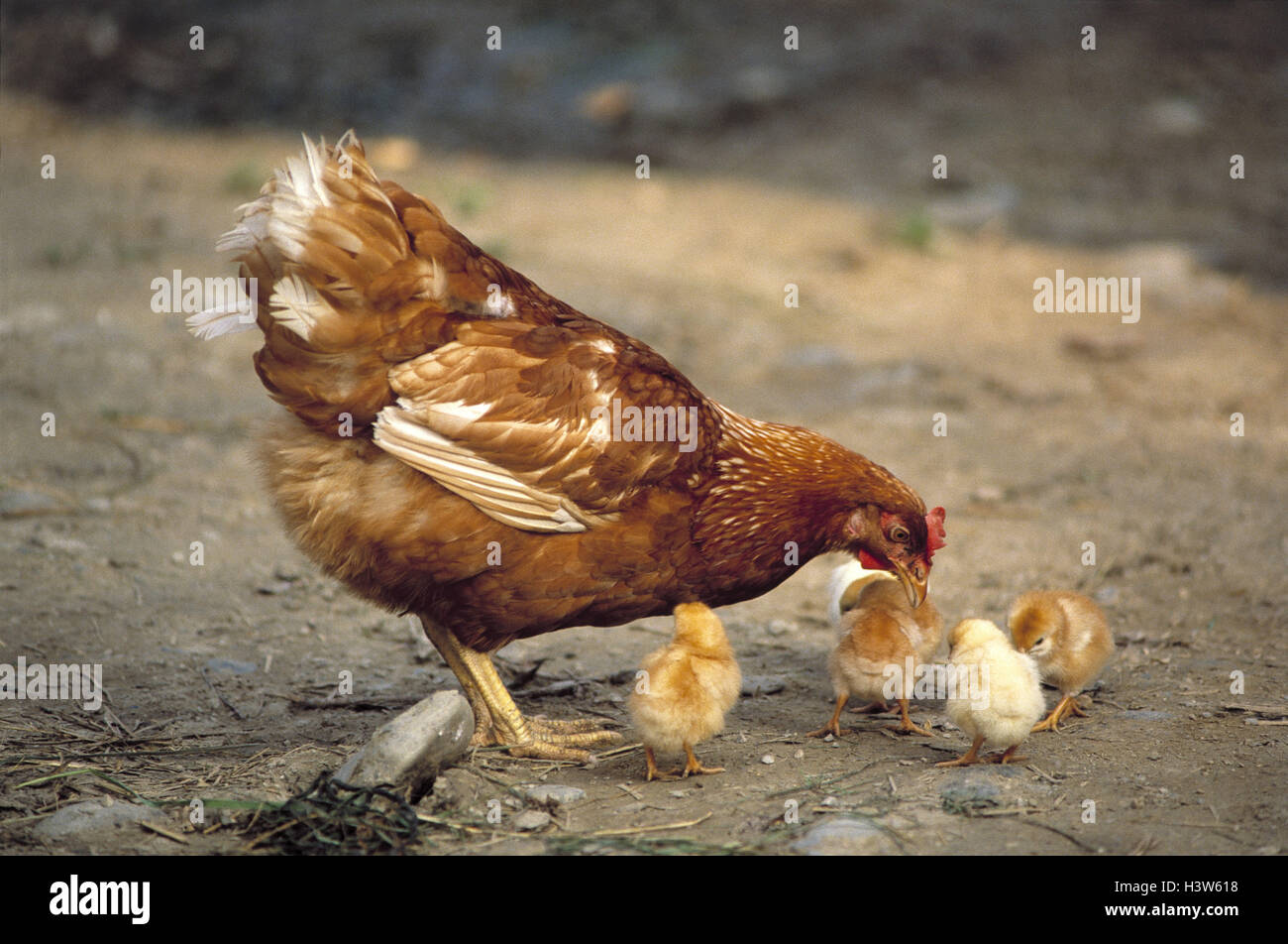 House chicken, chick, court, animals, birds, benefit animals ...