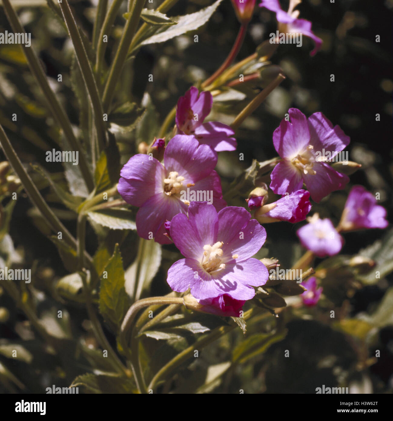 Night candle plants hi-res stock photography and images - Alamy