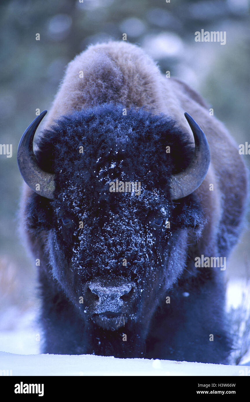 Präriebison, bison bison bison, winter, mammal, cloven-hoofed animal ...