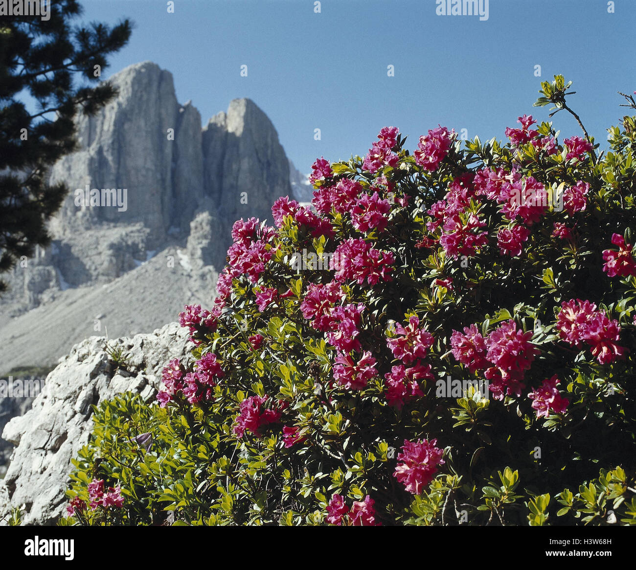 Alpine roses, rhododendron ferrugineum, mountains, mountain landscape ...