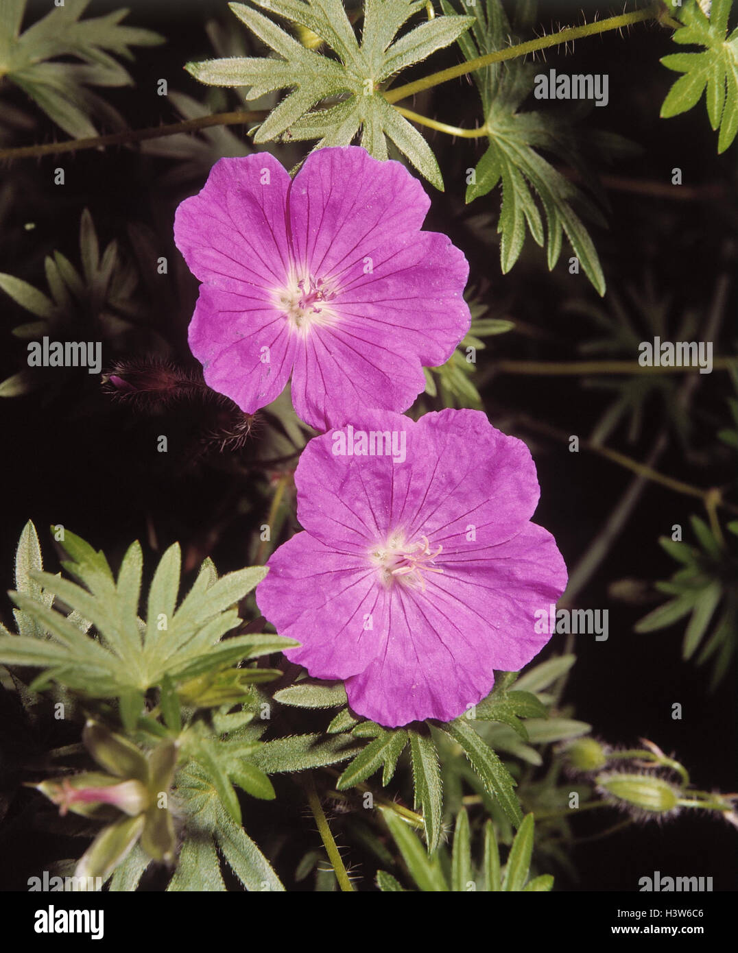 Blutstorchschnabel geranium sanguineum hi-res stock photography and ...