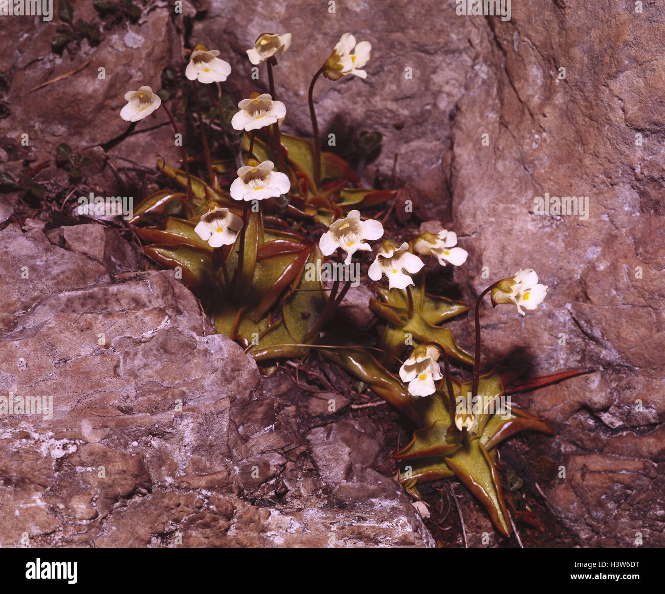 Alp bold herb hi-res stock photography and images - Alamy