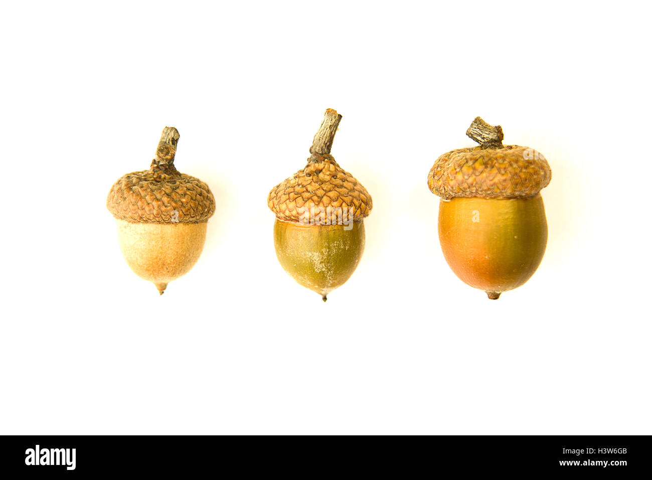 Fallen acorn cap on hi-res stock photography and images - Alamy