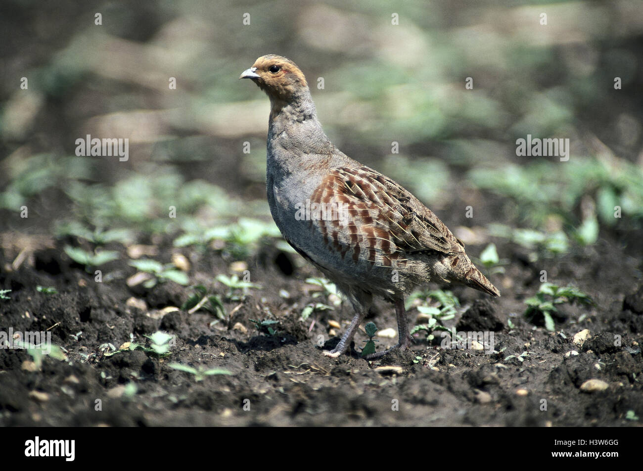 Partridge, Perdix perdix, animal, animals, bird, birds, gallinaceous ...