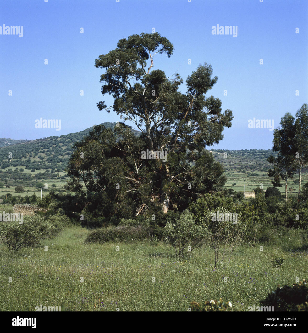 Fever gum tree, eucalyptus, Eucalyptus globulus, nature, scenery ...