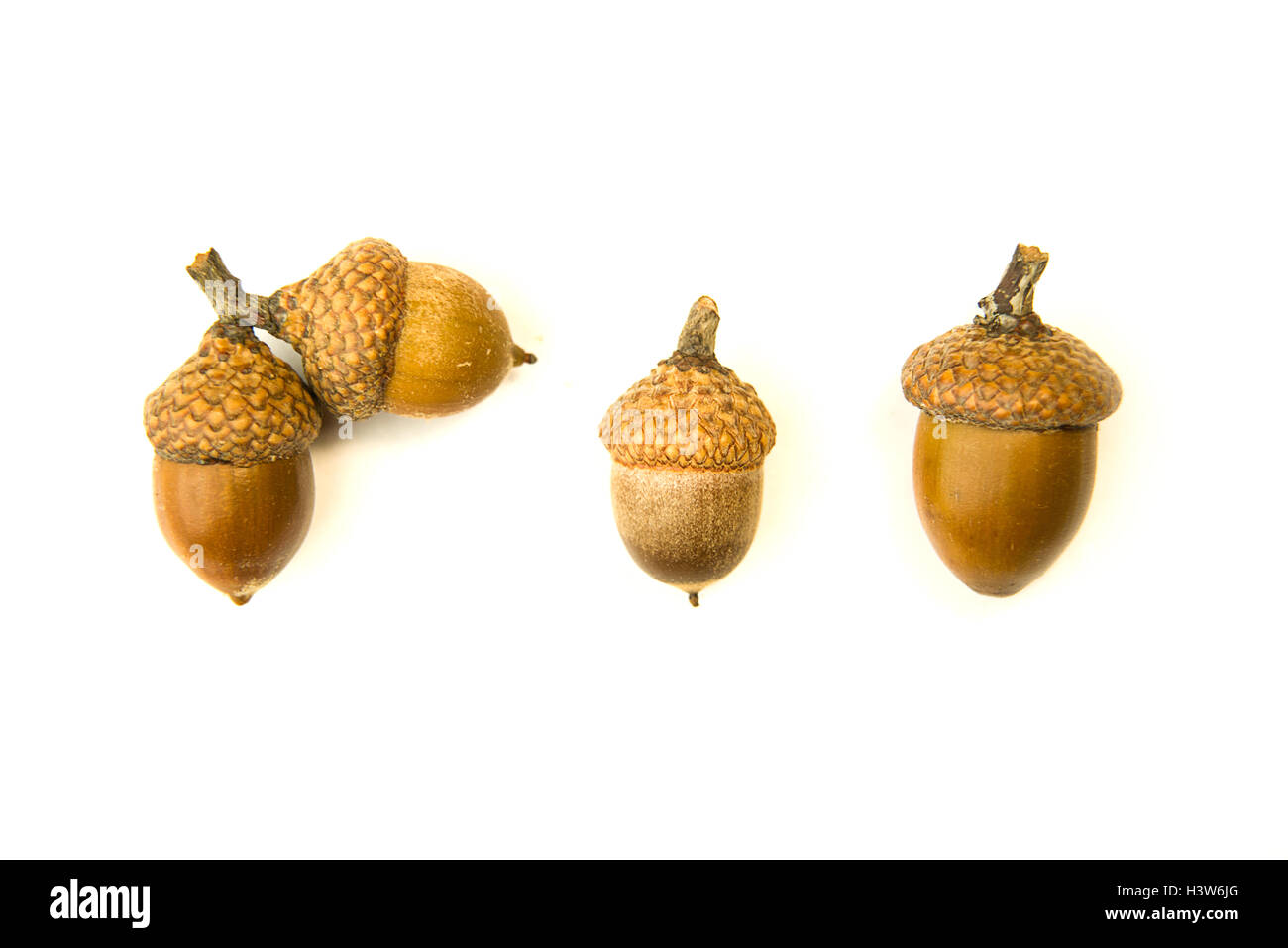 Many dried autumn acorns on white Stock Photo - Alamy