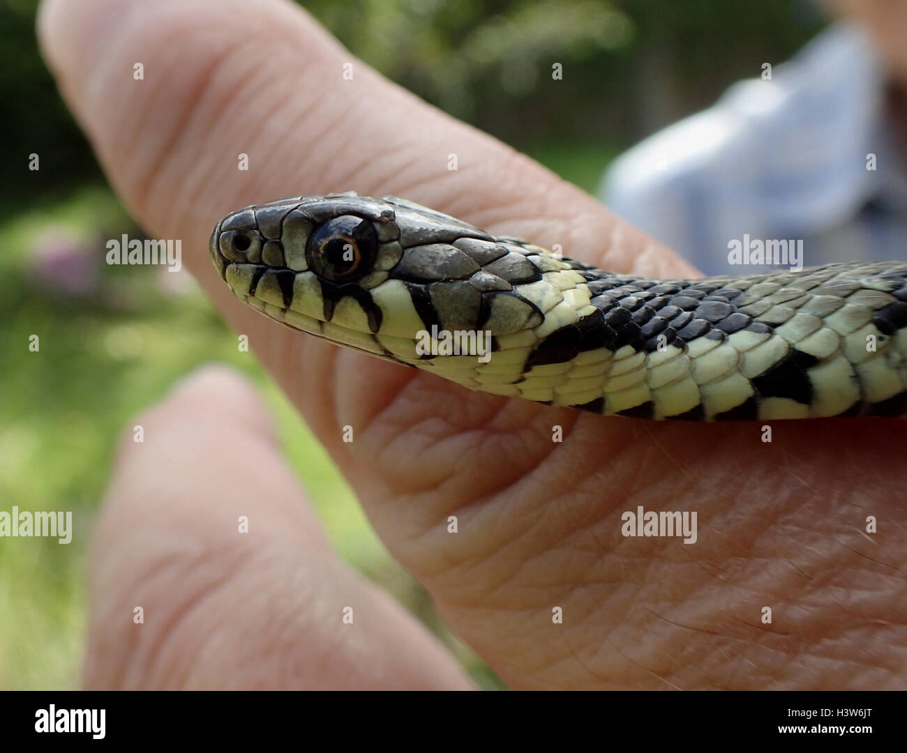 Close-up of head of male European grass snake (Natrix natrix) wrapped ...